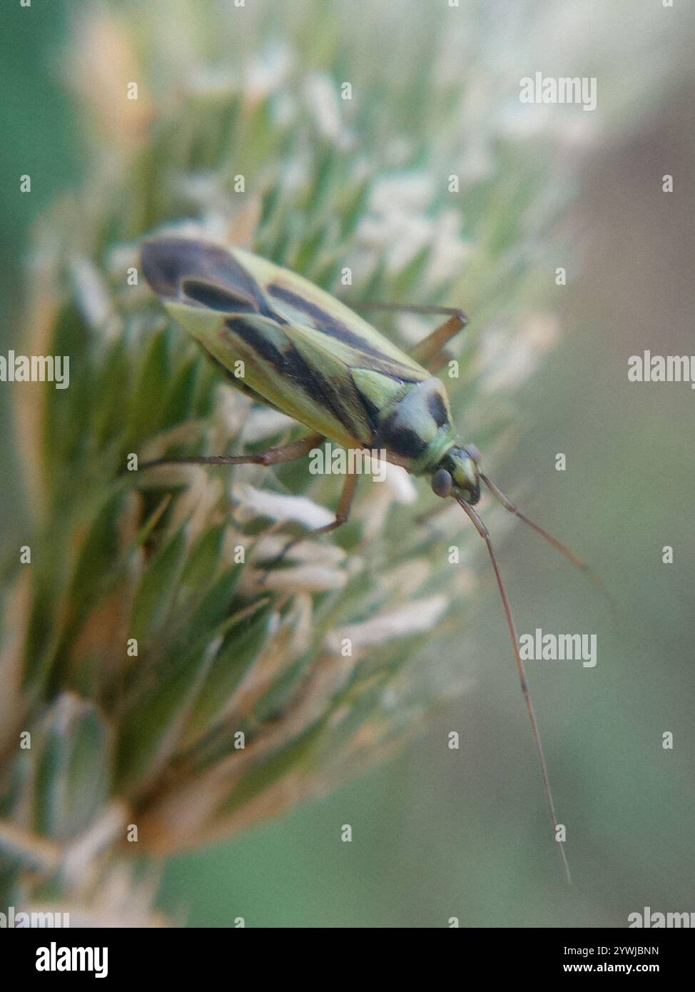 Two-spotted Grass Bug (Stenotus binotatus Stock Photo - Alamy
