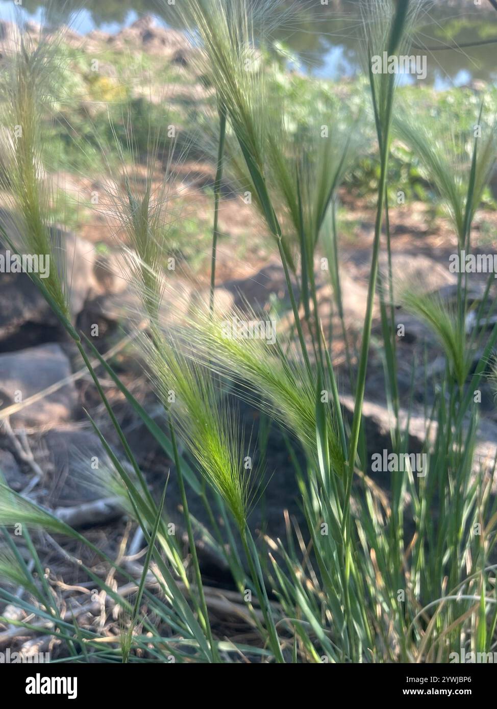 Foxtail Barley (Hordeum jubatum Stock Photo - Alamy