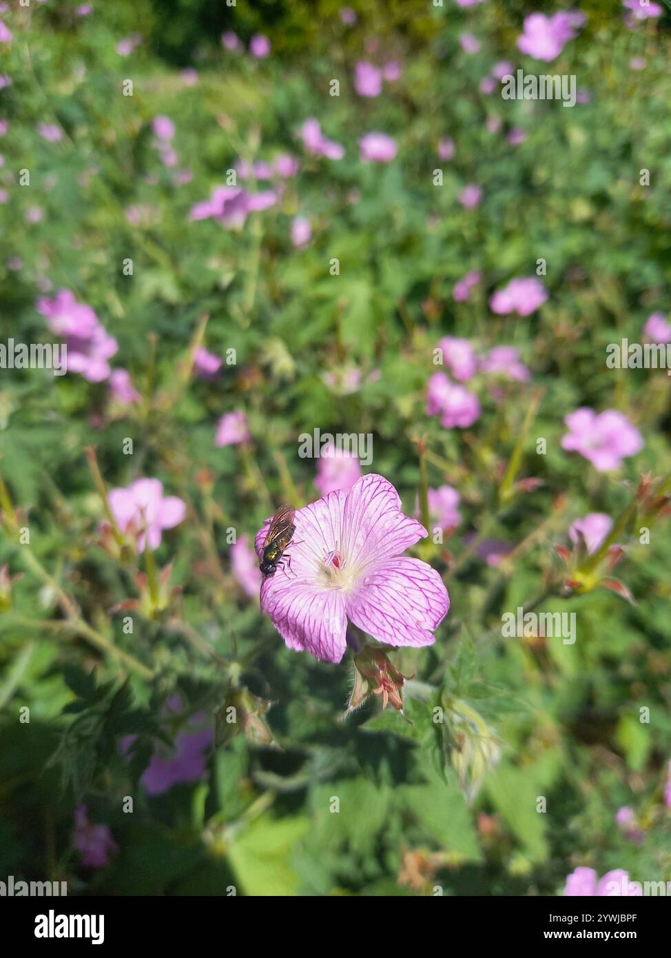 Broad Centurion Fly (Chloromyia formosa Stock Photo - Alamy