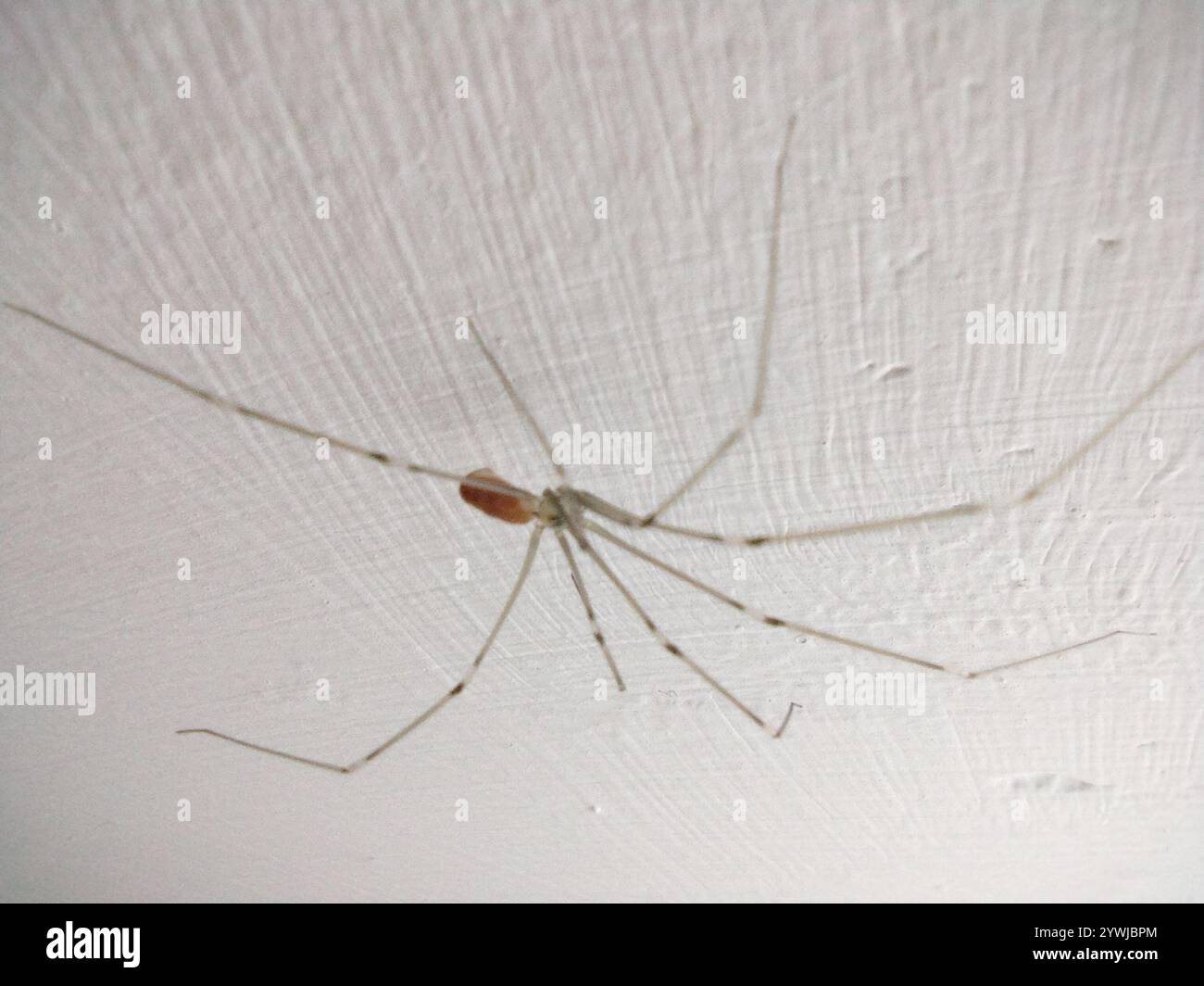 Long-bodied Cellar Spider (Pholcus phalangioides Stock Photo - Alamy