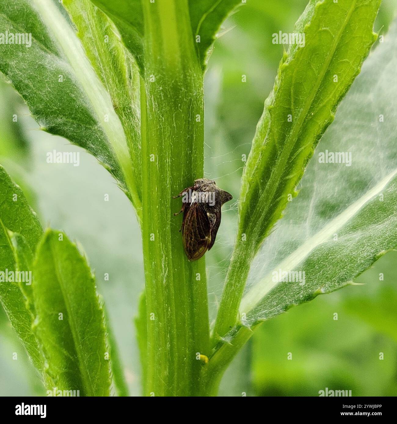 Horned Treehopper (Centrotus cornutus Stock Photo - Alamy