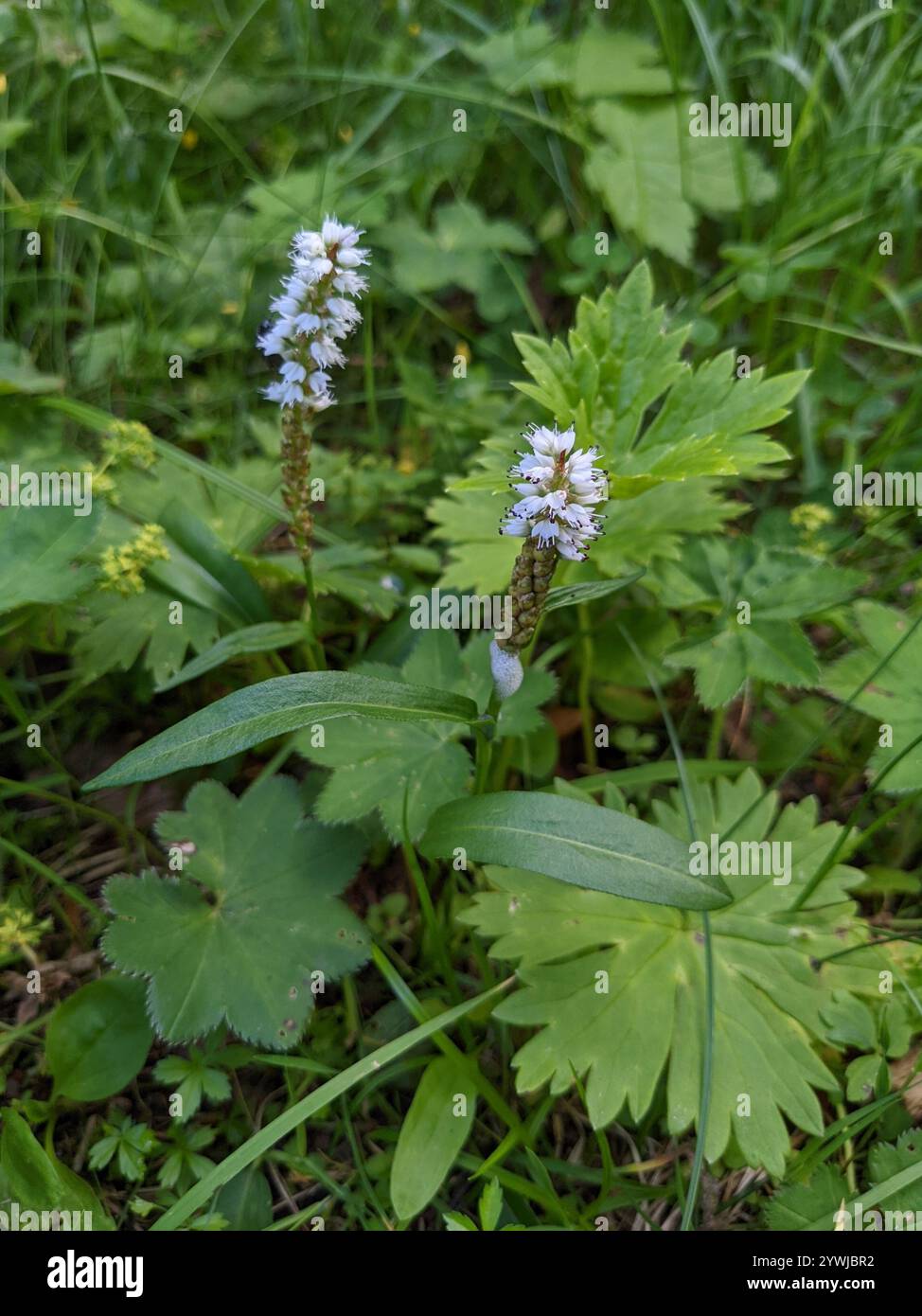 Bistorta vivipara hi-res stock photography and images - Alamy