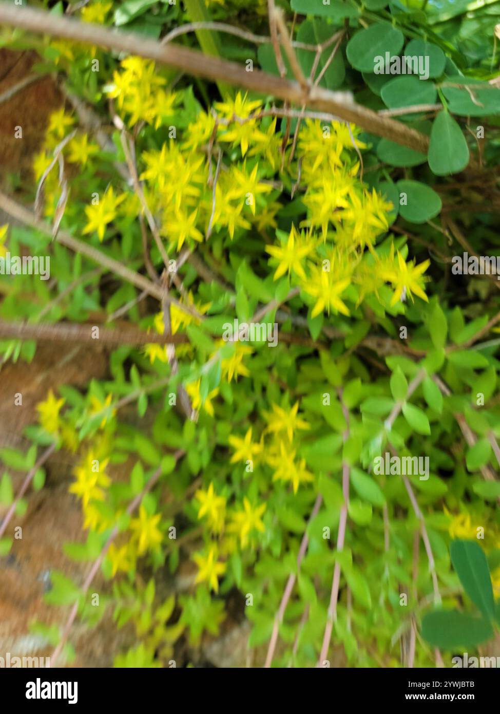 Stringy Stonecrop (Sedum sarmentosum Stock Photo - Alamy