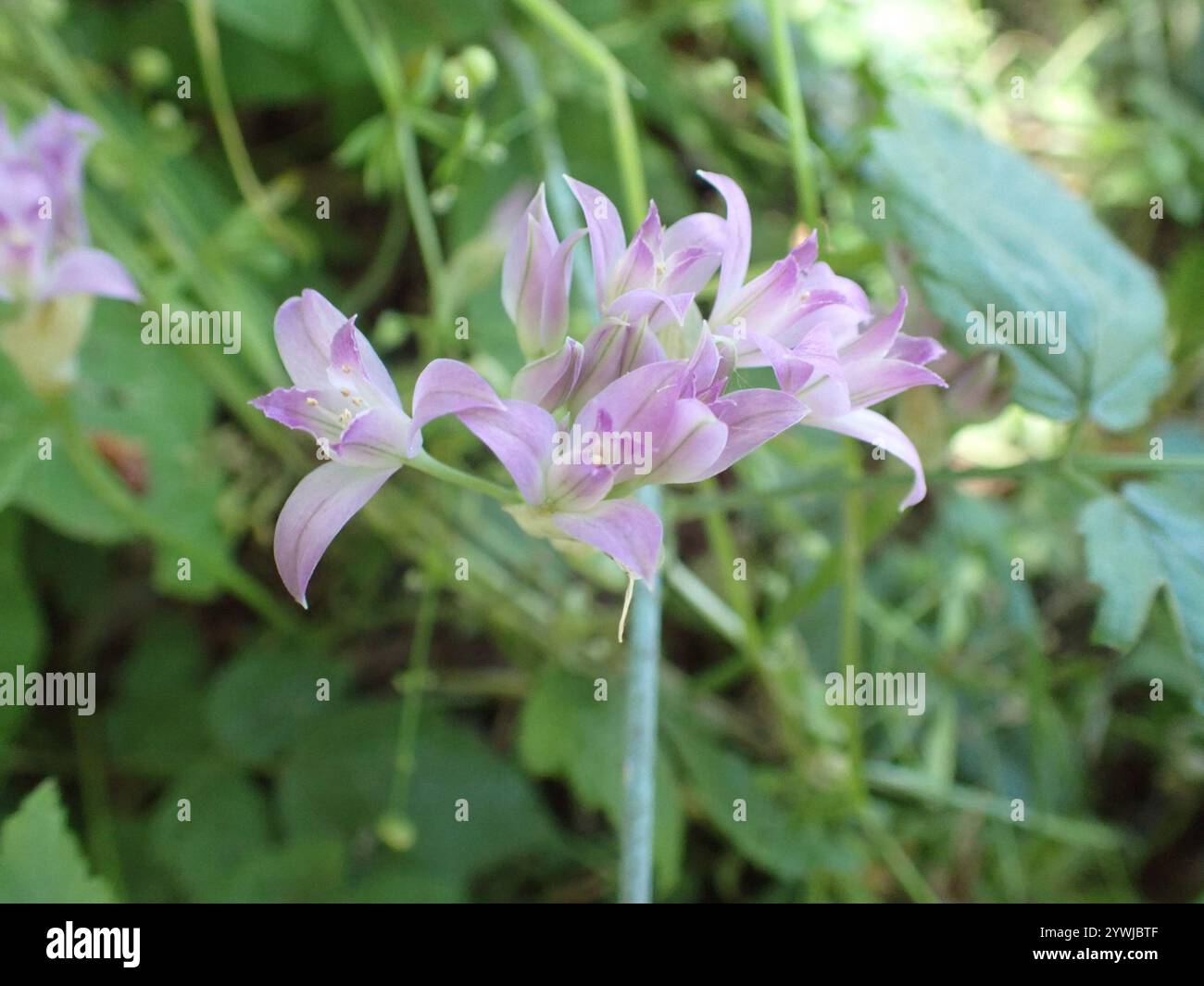 Hooker's onion (Allium acuminatum Stock Photo - Alamy
