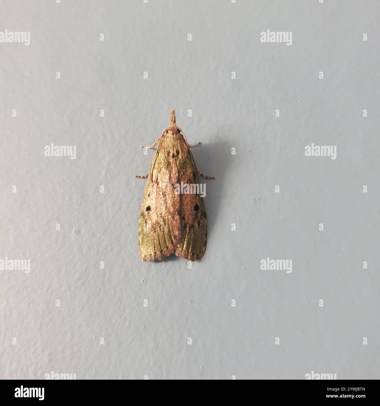 Bee Moth (Aphomia sociella Stock Photo - Alamy