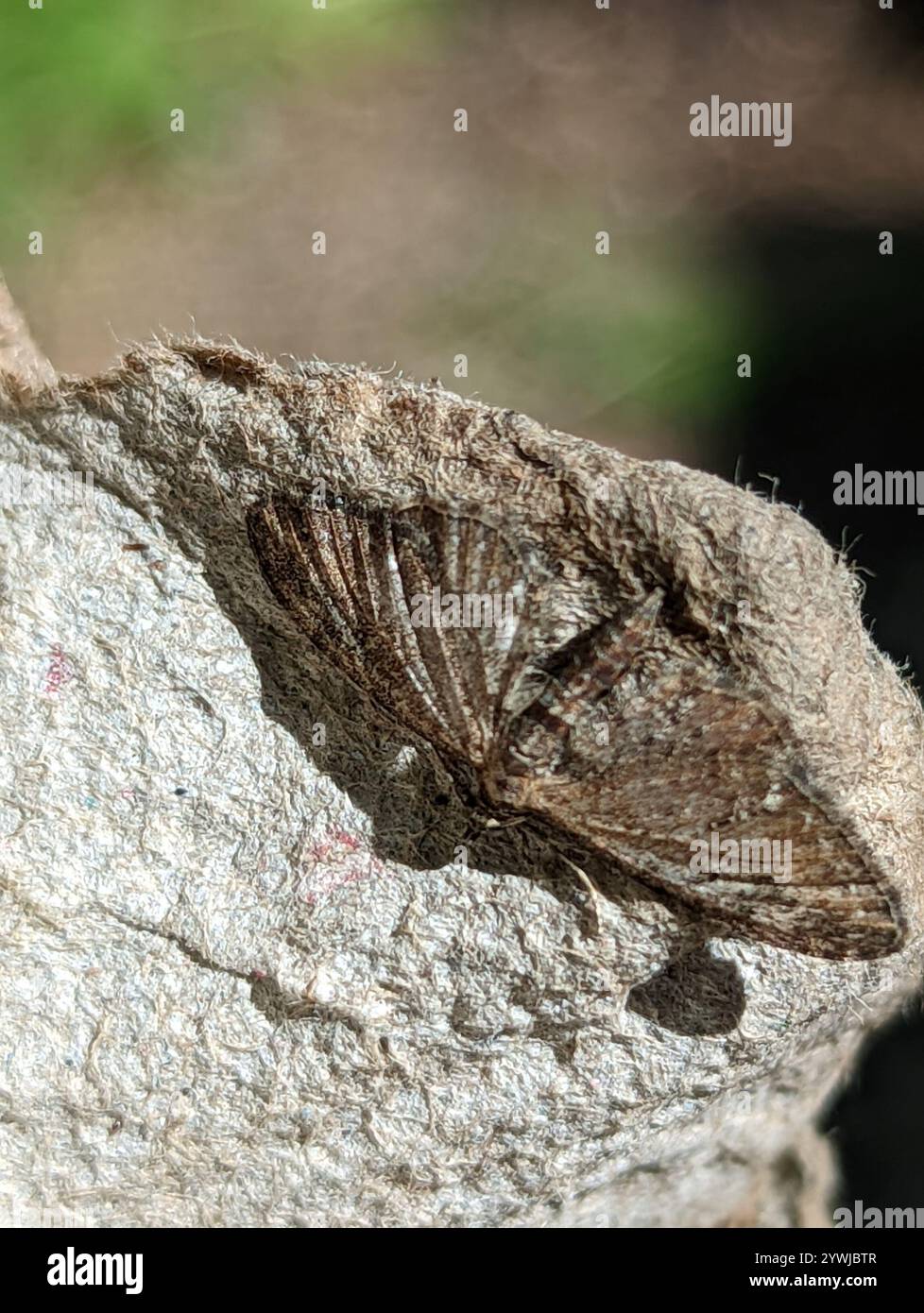 Common Pug (Eupithecia vulgata Stock Photo - Alamy