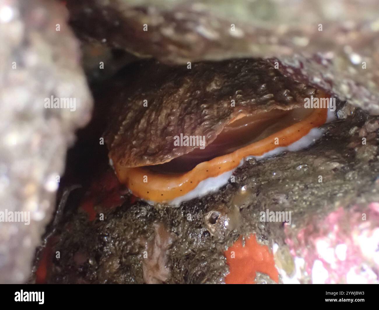 Giant Rock Scallop (Crassadoma gigantea Stock Photo - Alamy