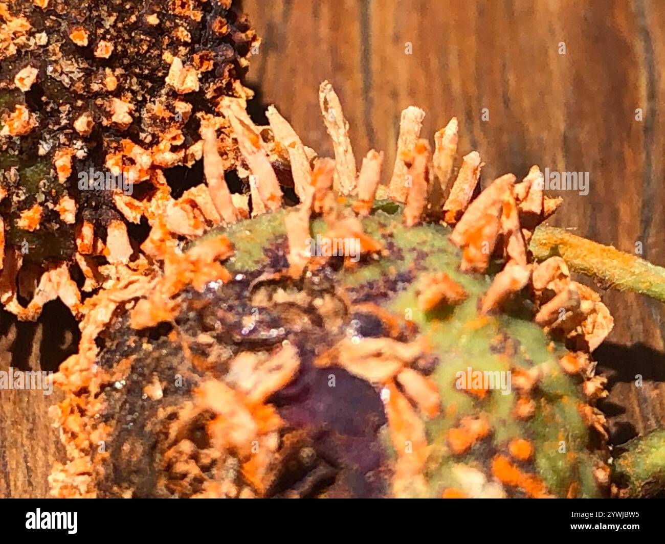 quince rust (Gymnosporangium clavipes Stock Photo - Alamy