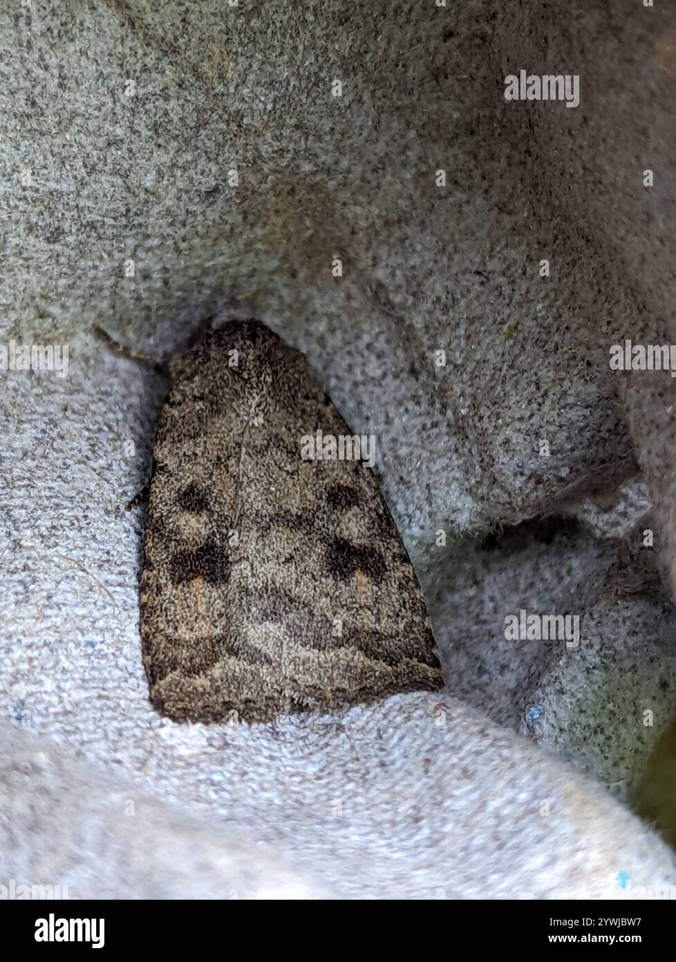 Mottled Rustic (Caradrina morpheus Stock Photo - Alamy