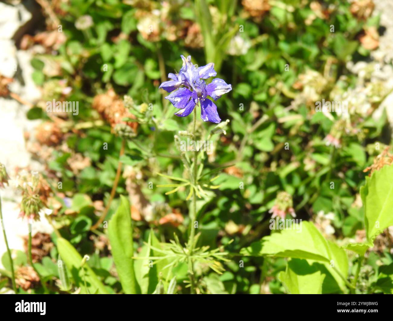 doubtful knight's-spur (Delphinium ajacis Stock Photo - Alamy
