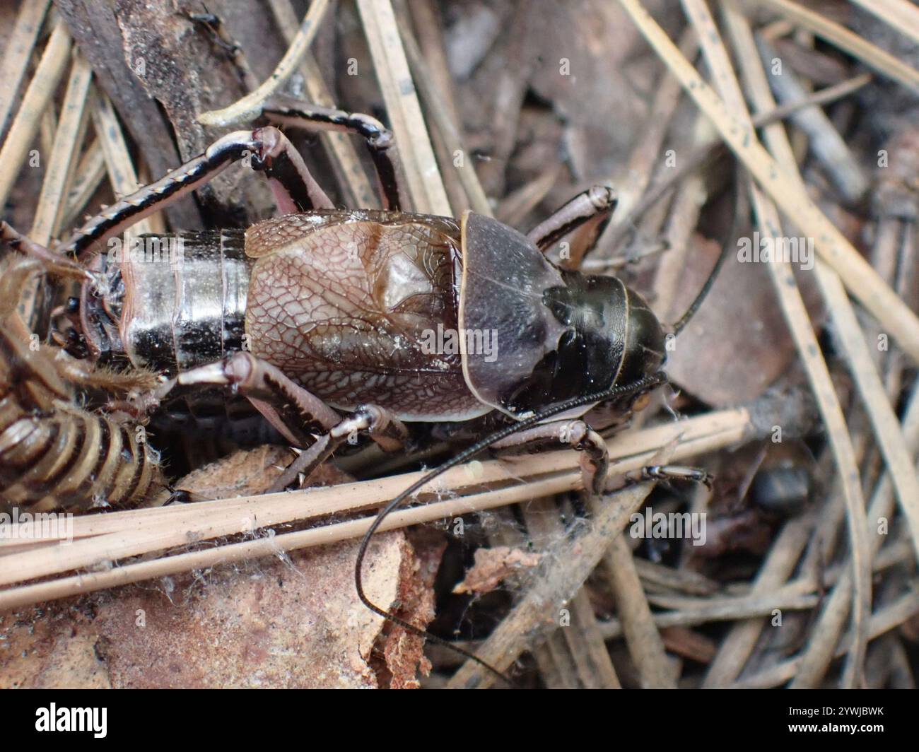 Great Grig (Cyphoderris monstrosa Stock Photo - Alamy