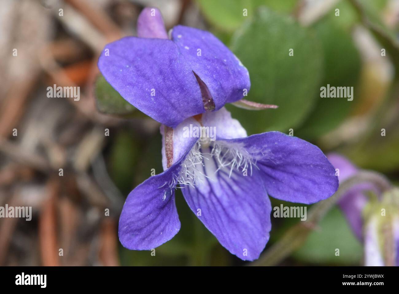 hookedspur violet (Viola adunca Stock Photo - Alamy