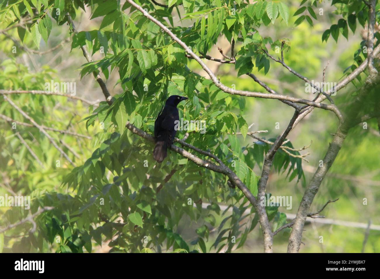 Common Grackle (Quiscalus quiscula Stock Photo - Alamy