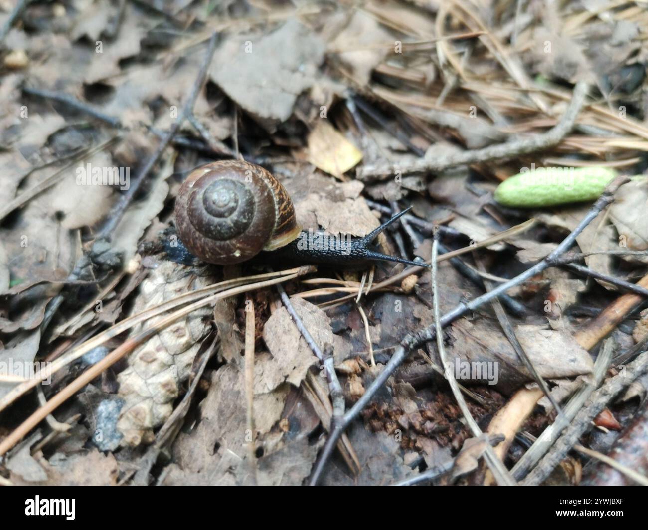 Copse Snail (Arianta arbustorum Stock Photo - Alamy