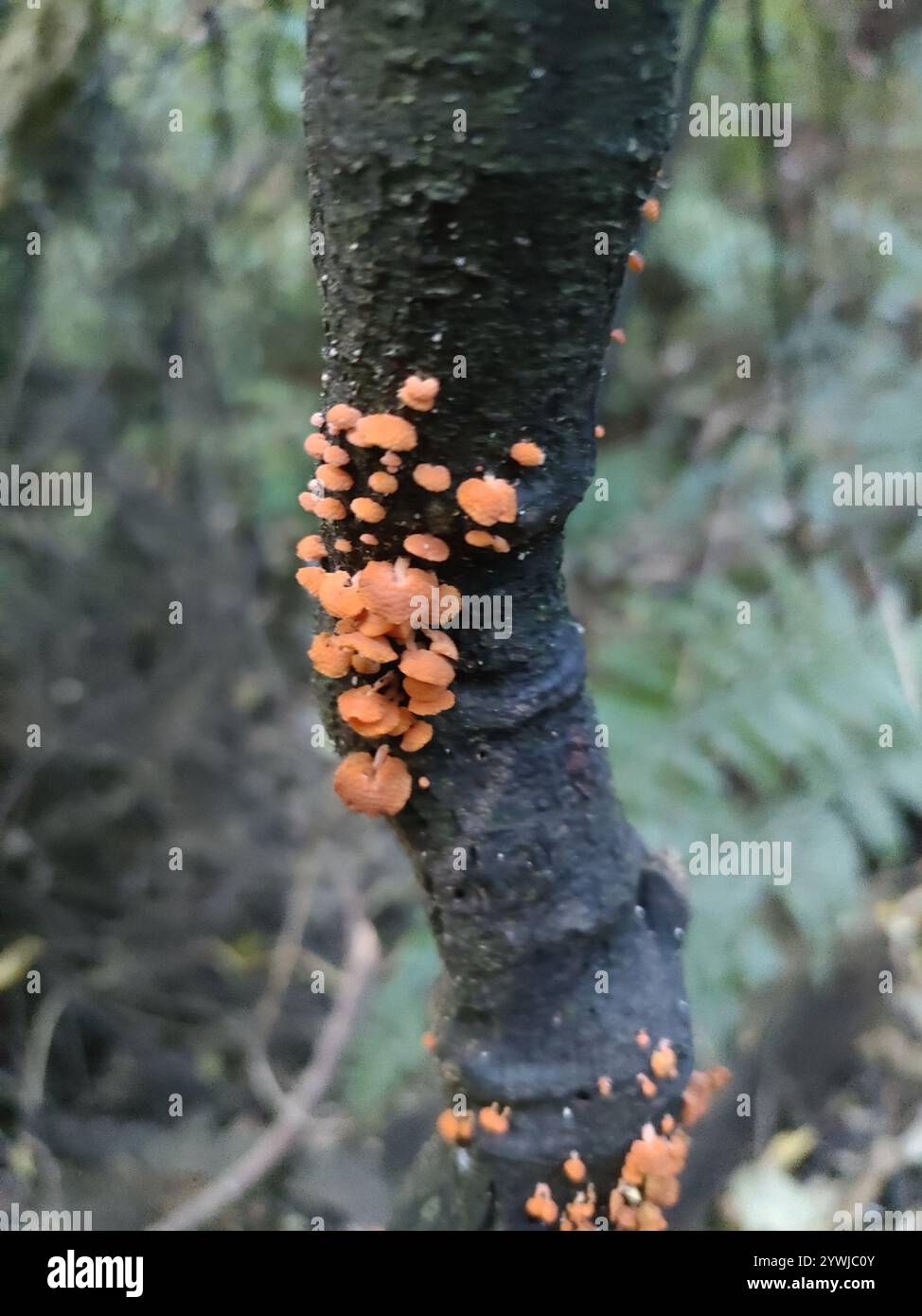 orange pore fungus (Favolaschia claudopus Stock Photo - Alamy