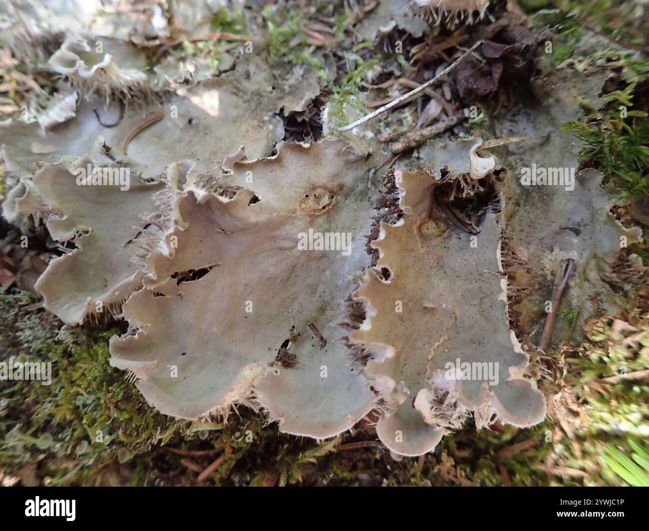 dog pelt lichen (Peltigera canina Stock Photo - Alamy