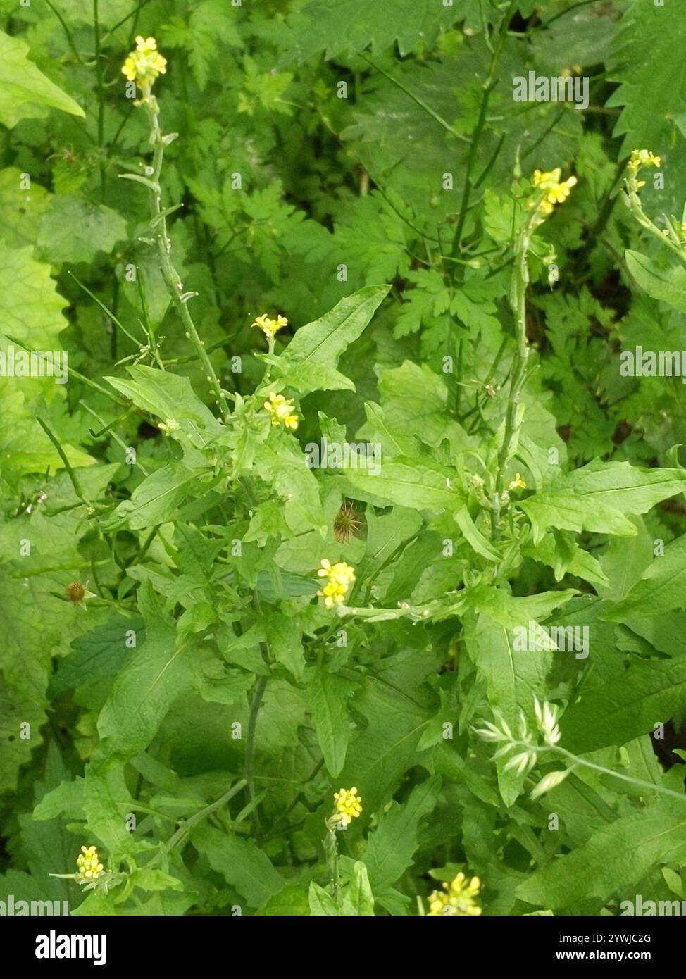 Hedge mustard (Sisymbrium officinale Stock Photo - Alamy