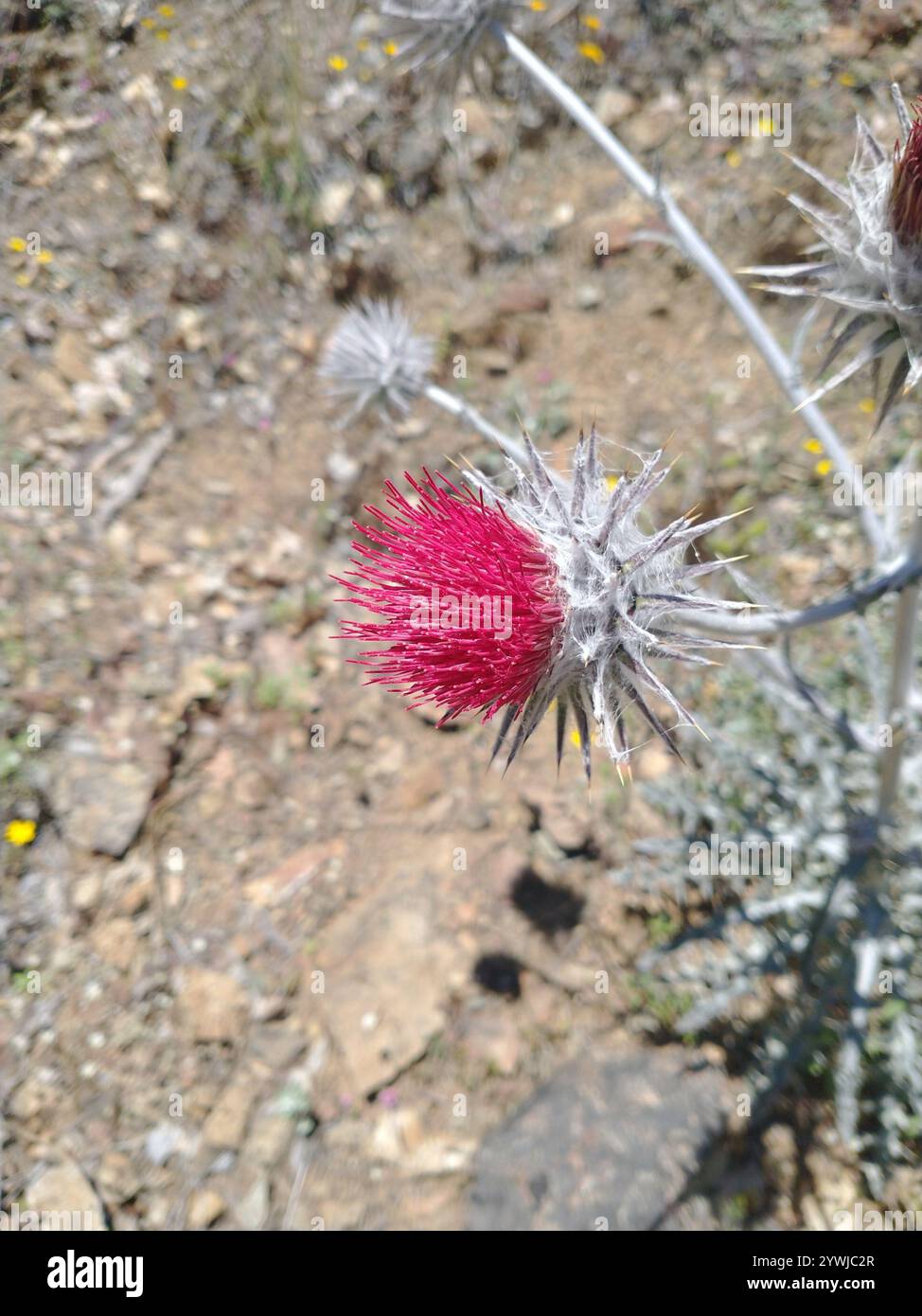 Cobwebby Thistle (Cirsium occidentale Stock Photo - Alamy