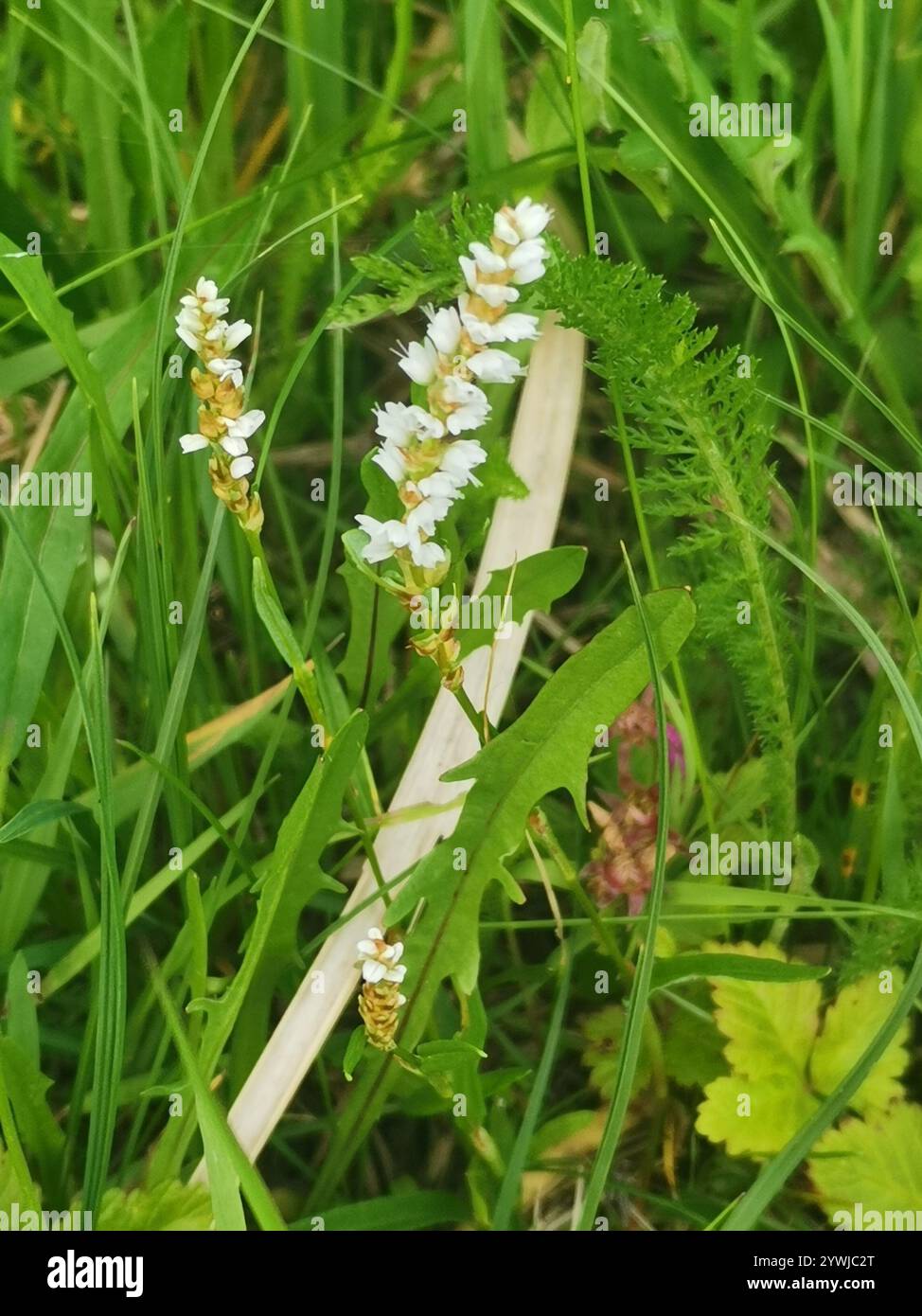 alpine bistort (Bistorta vivipara Stock Photo - Alamy