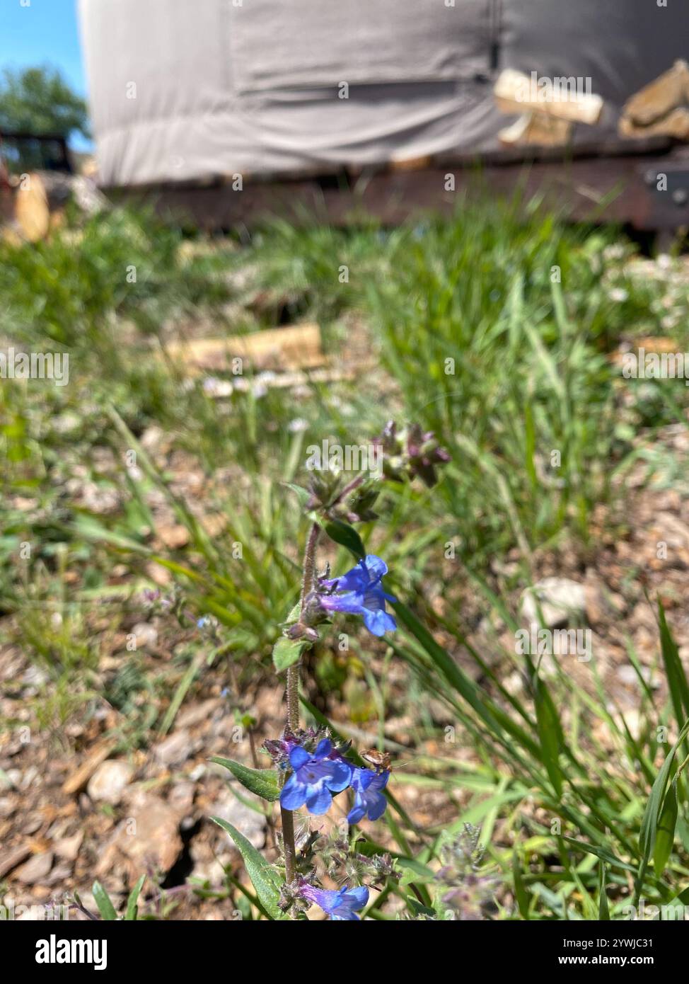 Low Beardtongue (Penstemon humilis Stock Photo - Alamy