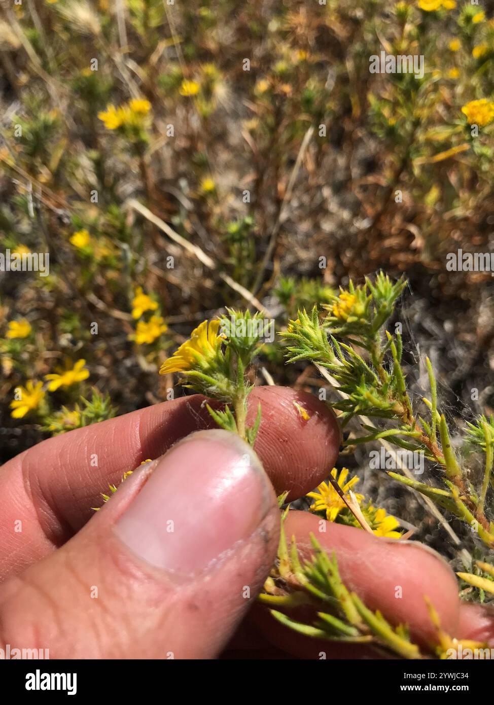pappose tarplant (Centromadia parryi parryi Stock Photo - Alamy