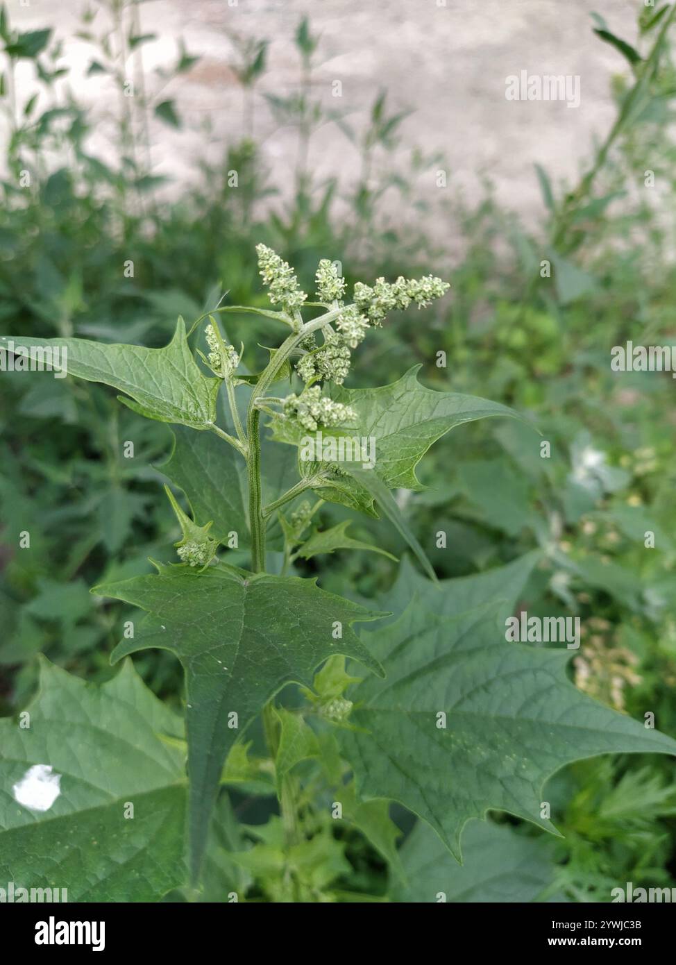 Eurasian maple-leaved goosefoot (Chenopodiastrum hybridum Stock Photo ...