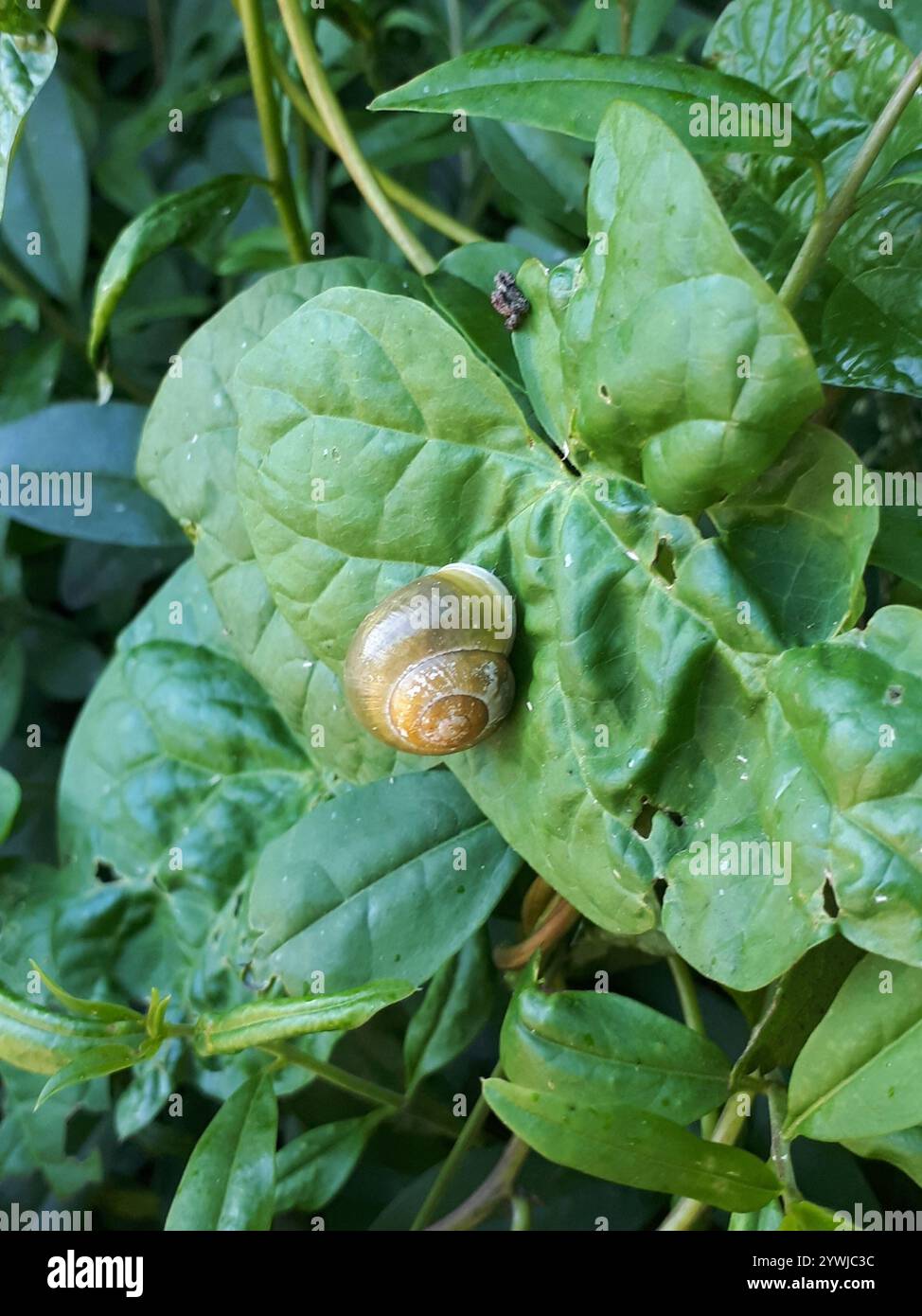 White-lipped Snail (Cepaea hortensis Stock Photo - Alamy