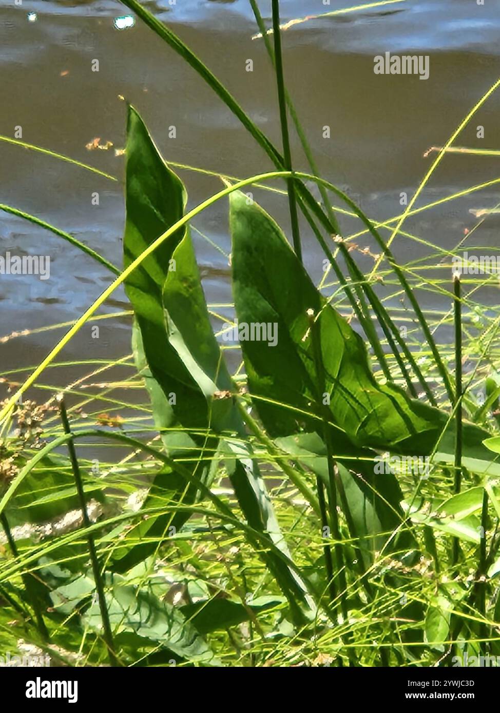 Green Arrow Arum (Peltandra virginica Stock Photo - Alamy