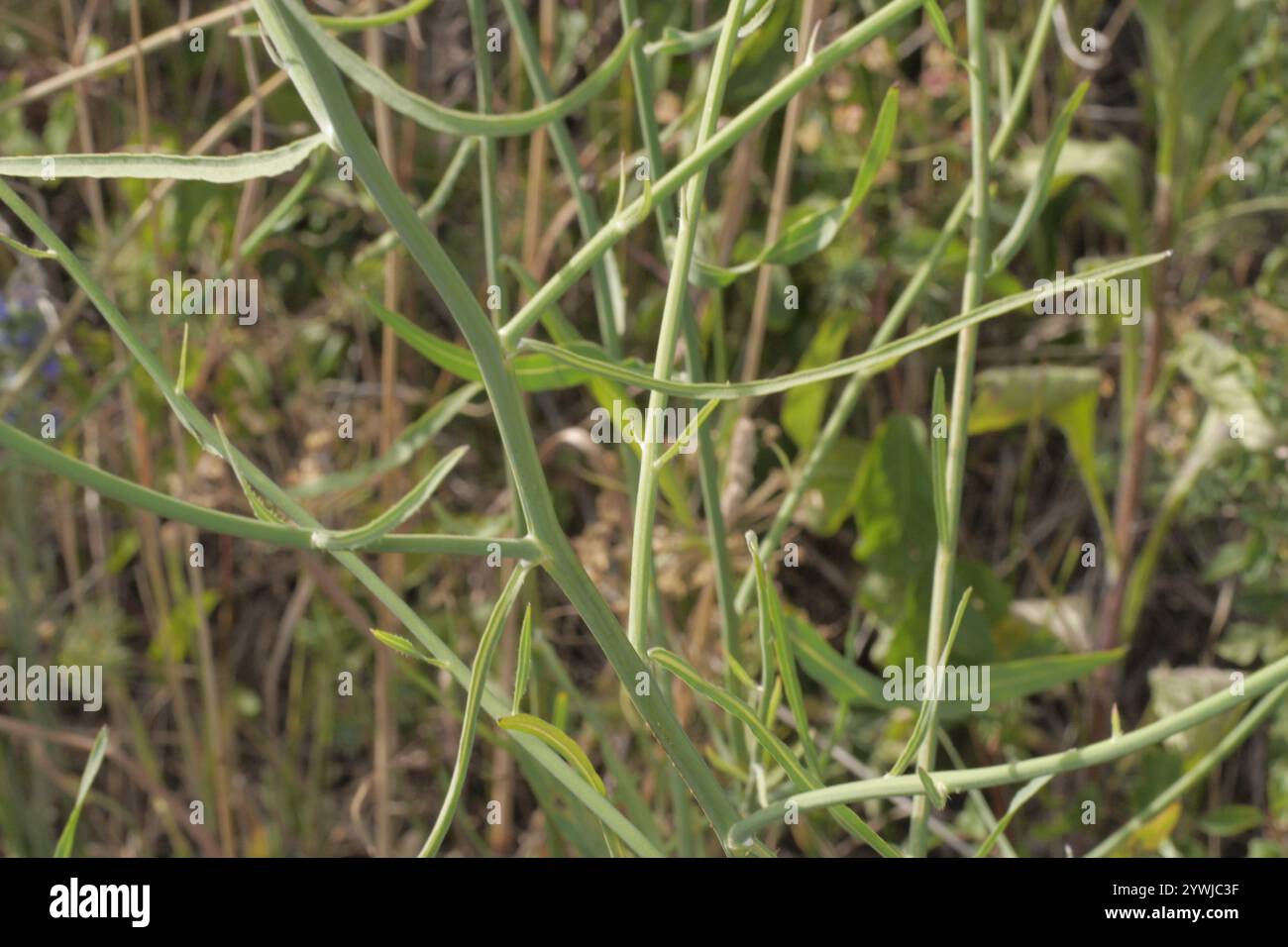 Rush Skeletonweed (Chondrilla juncea Stock Photo - Alamy