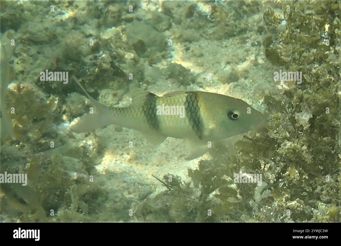 Indian Doublebar Goatfish (Parupeneus trifasciatus Stock Photo - Alamy