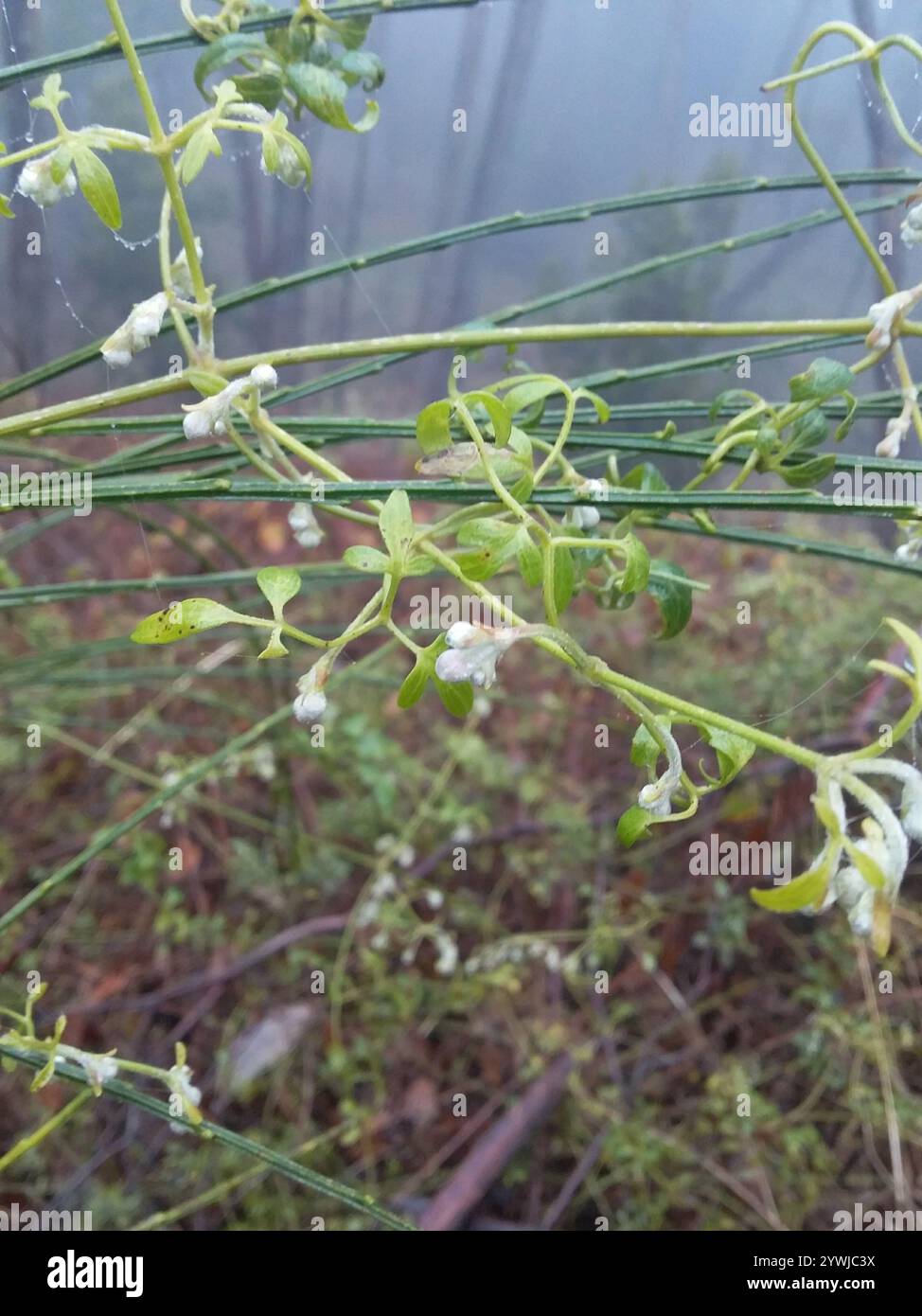 Small-leaved Clematis (Clematis microphylla Stock Photo - Alamy