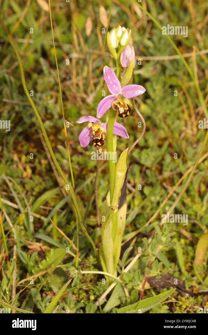 Bee Orchid (Ophrys apifera Stock Photo - Alamy