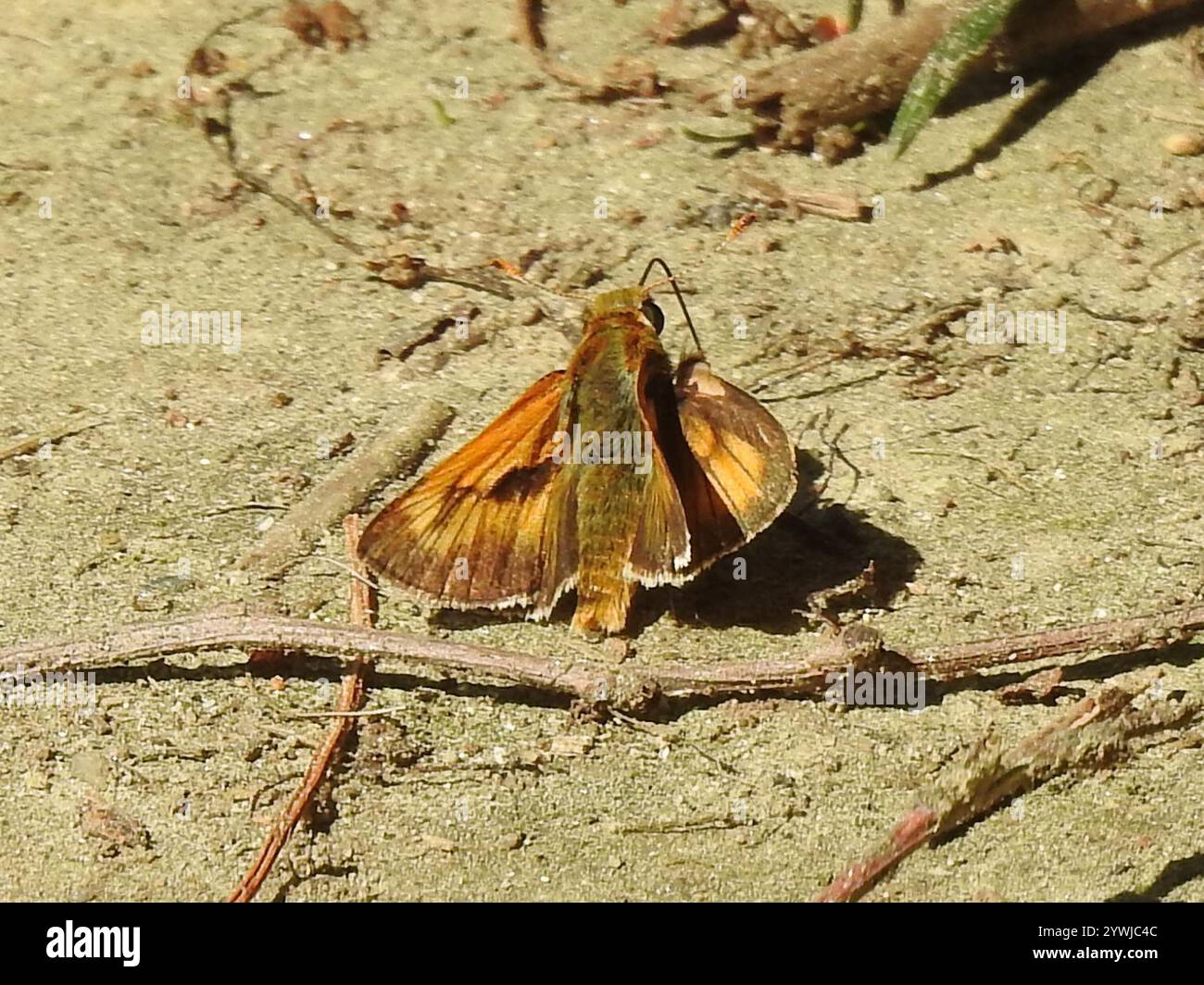 Long Dash (Polites mystic Stock Photo - Alamy
