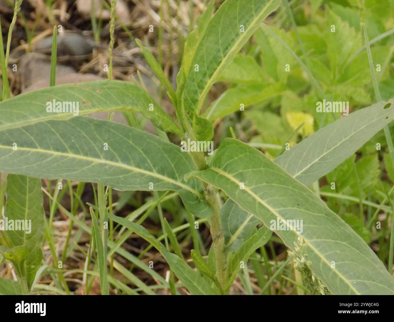 water smartweed (Persicaria amphibia Stock Photo - Alamy