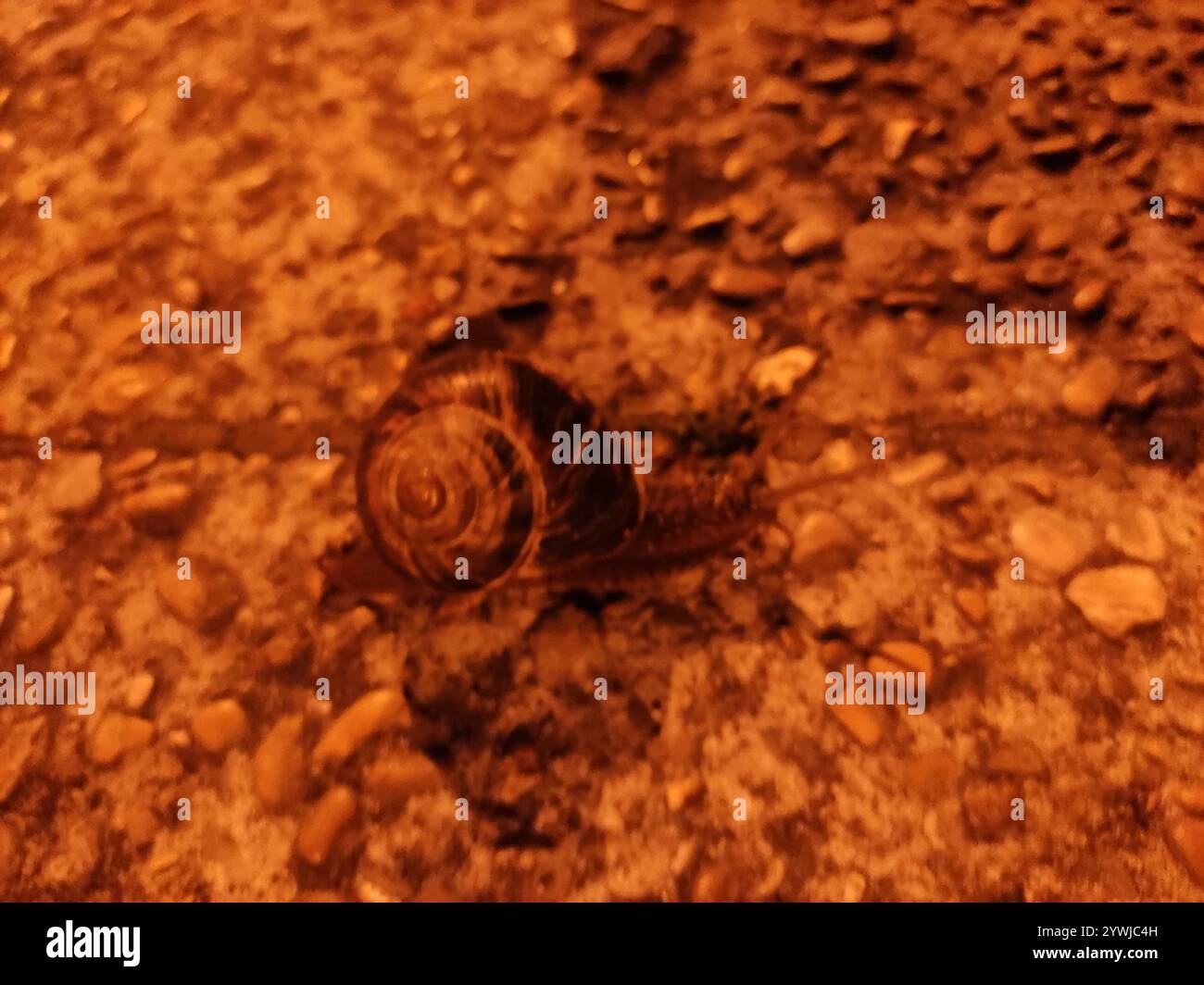 Turkish Snail (Helix lucorum Stock Photo - Alamy