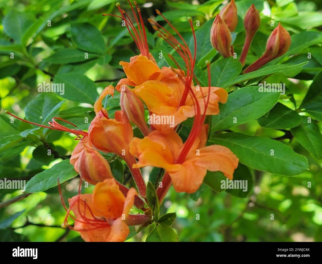 Flame Azalea (Rhododendron calendulaceum Stock Photo - Alamy