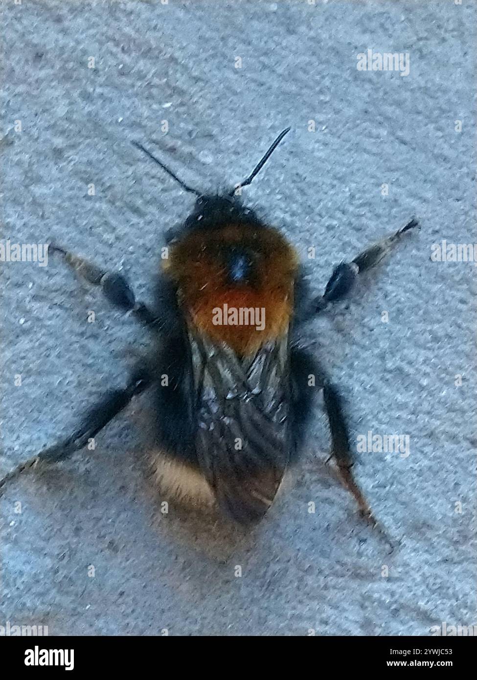 Tree Bumble Bee (Bombus hypnorum Stock Photo - Alamy