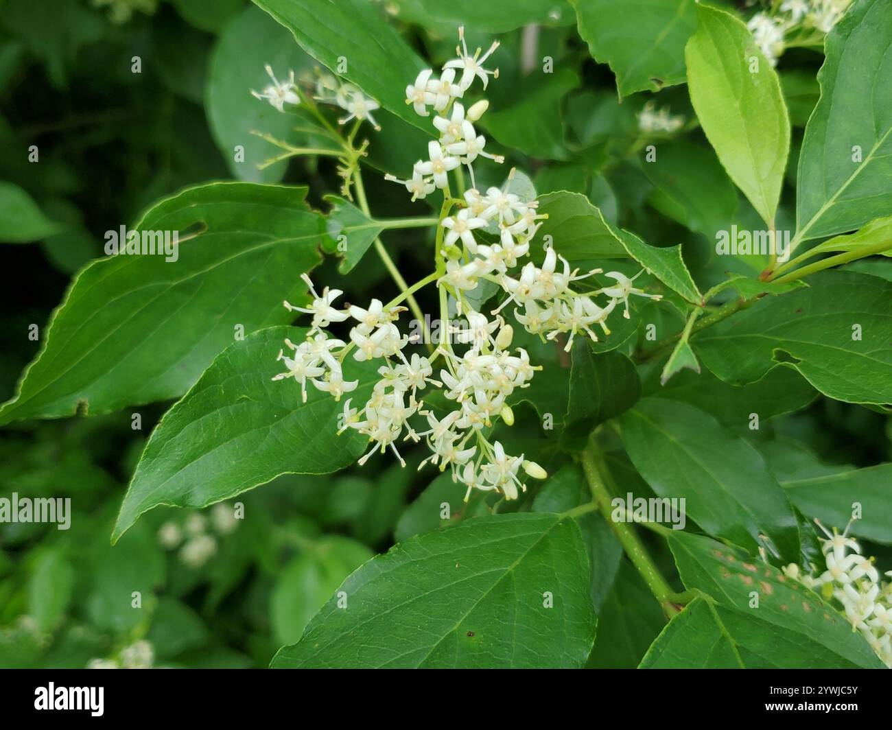 gray dogwood (Cornus racemosa Stock Photo - Alamy