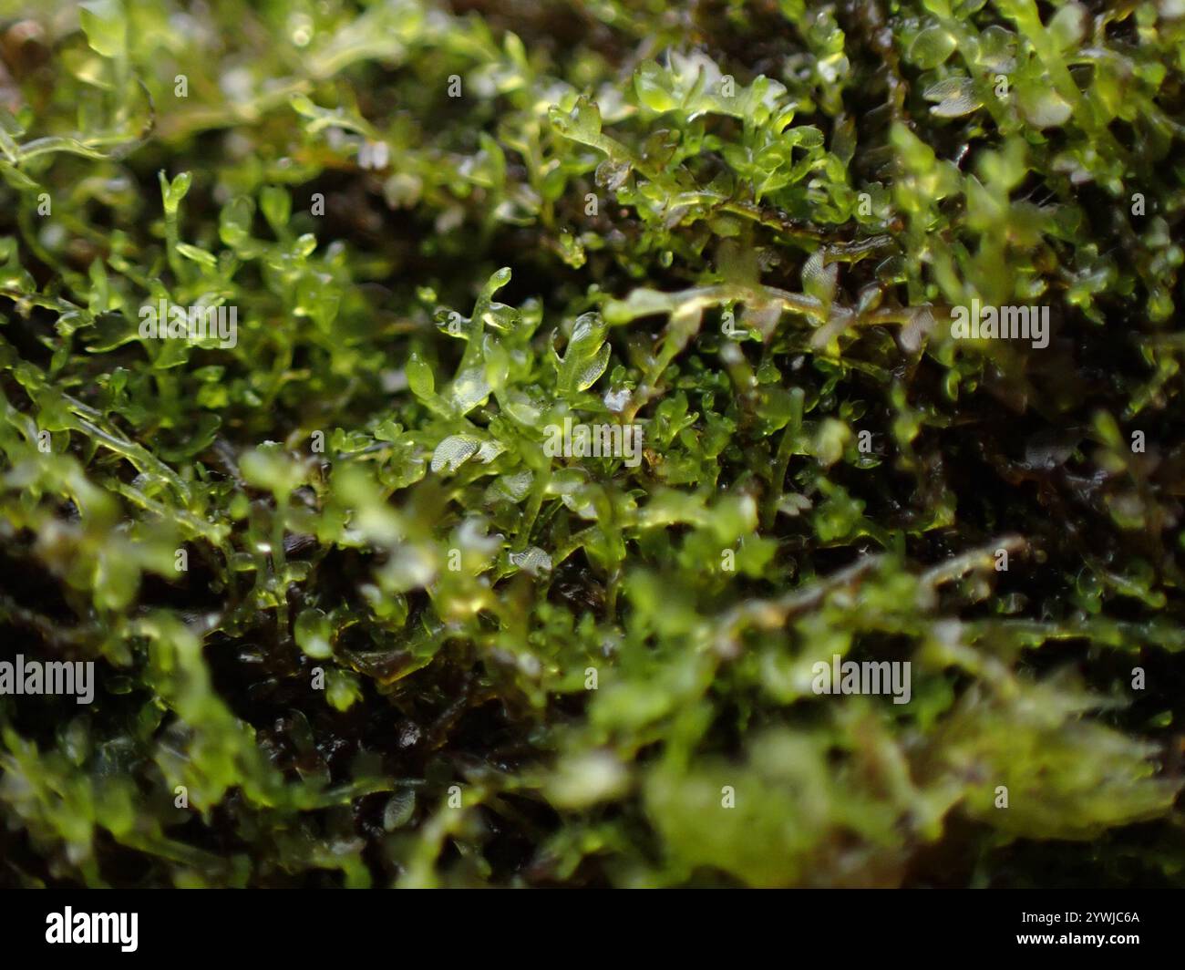 Inflated Notchwort (Gymnocolea inflata Stock Photo - Alamy