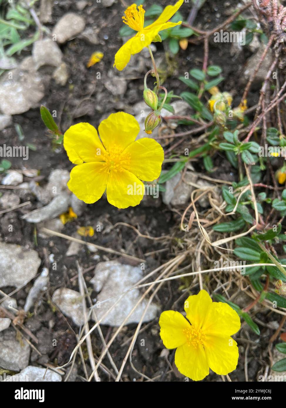 Common Rock-rose (Helianthemum nummularium Stock Photo - Alamy