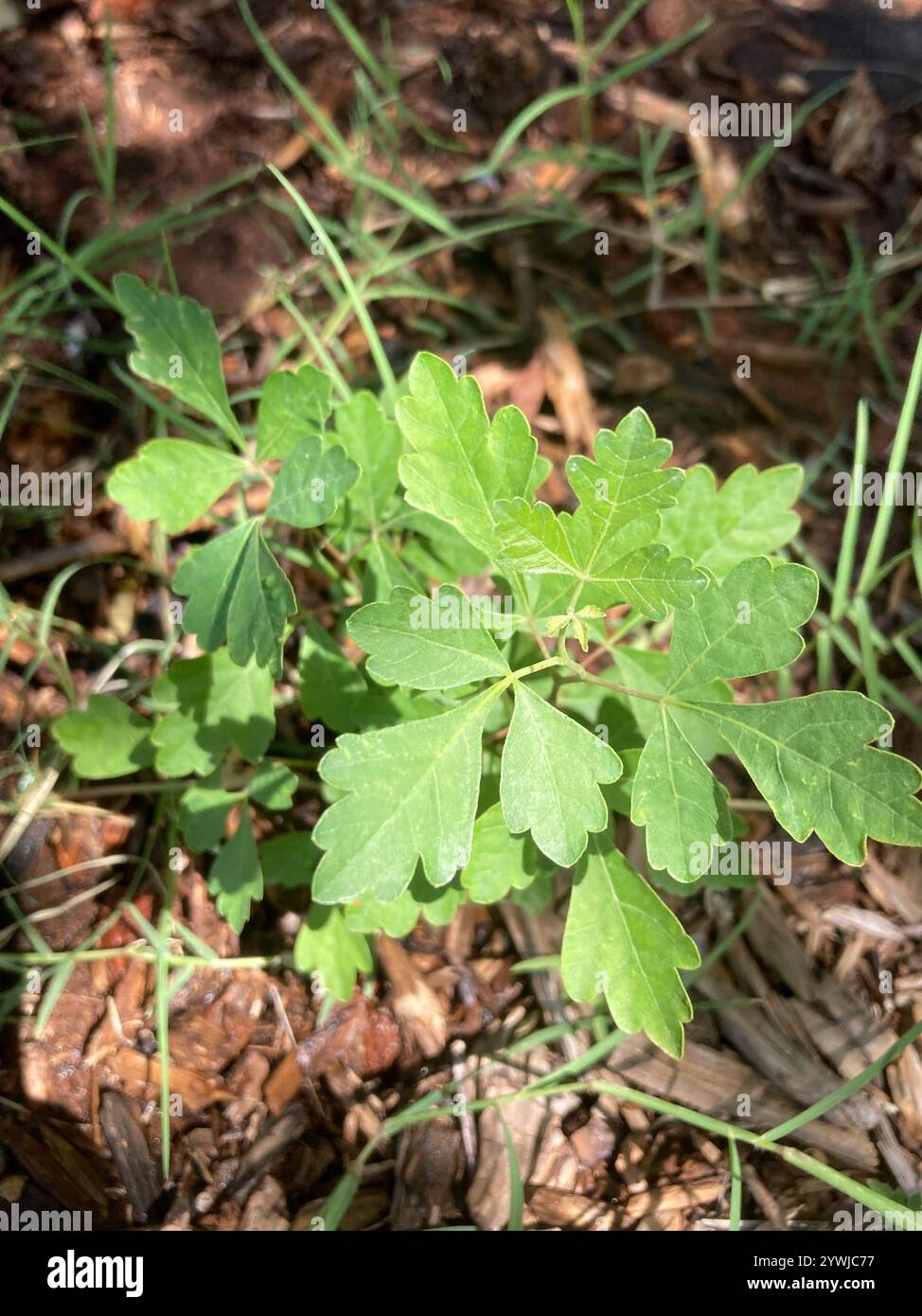 fragrant sumac (Rhus aromatica Stock Photo - Alamy