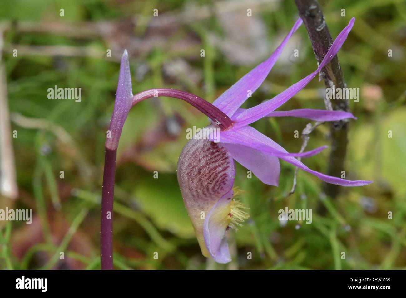 Eastern Fairy-slipper (Calypso bulbosa americana Stock Photo - Alamy