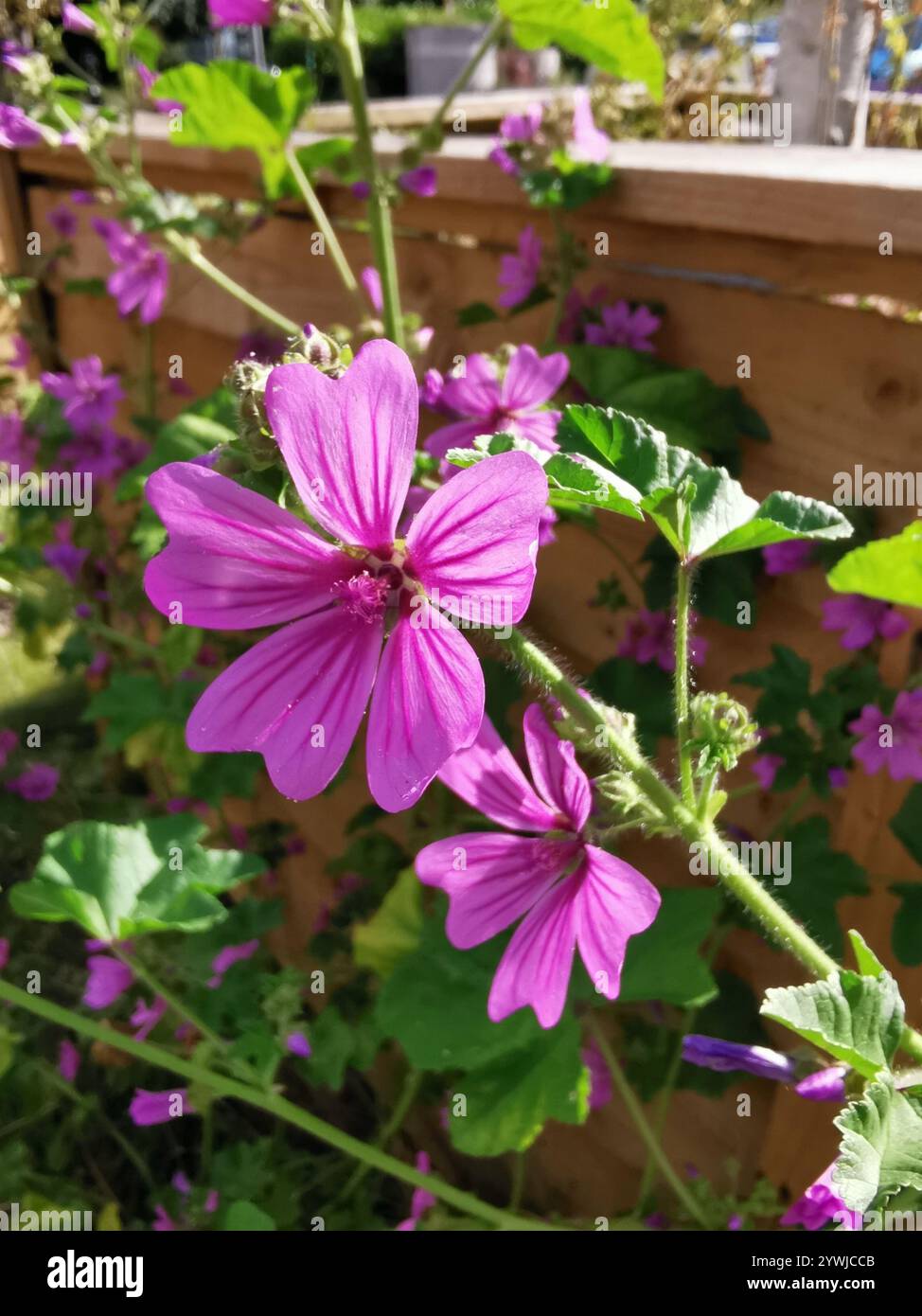 Common Mallow (Malva sylvestris Stock Photo - Alamy