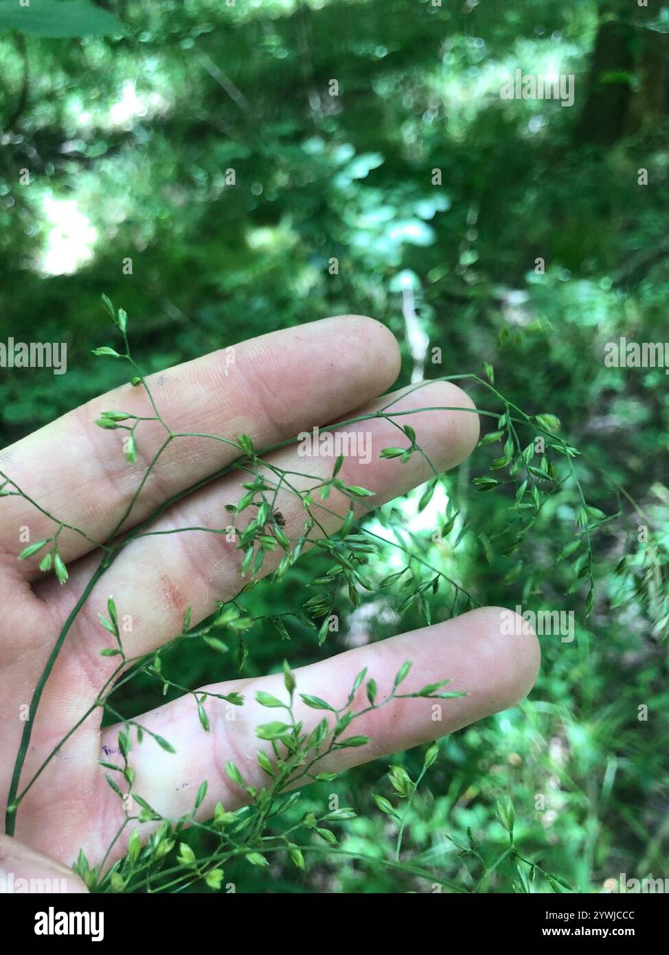 Clustered Fescue (Festuca paradoxa Stock Photo - Alamy