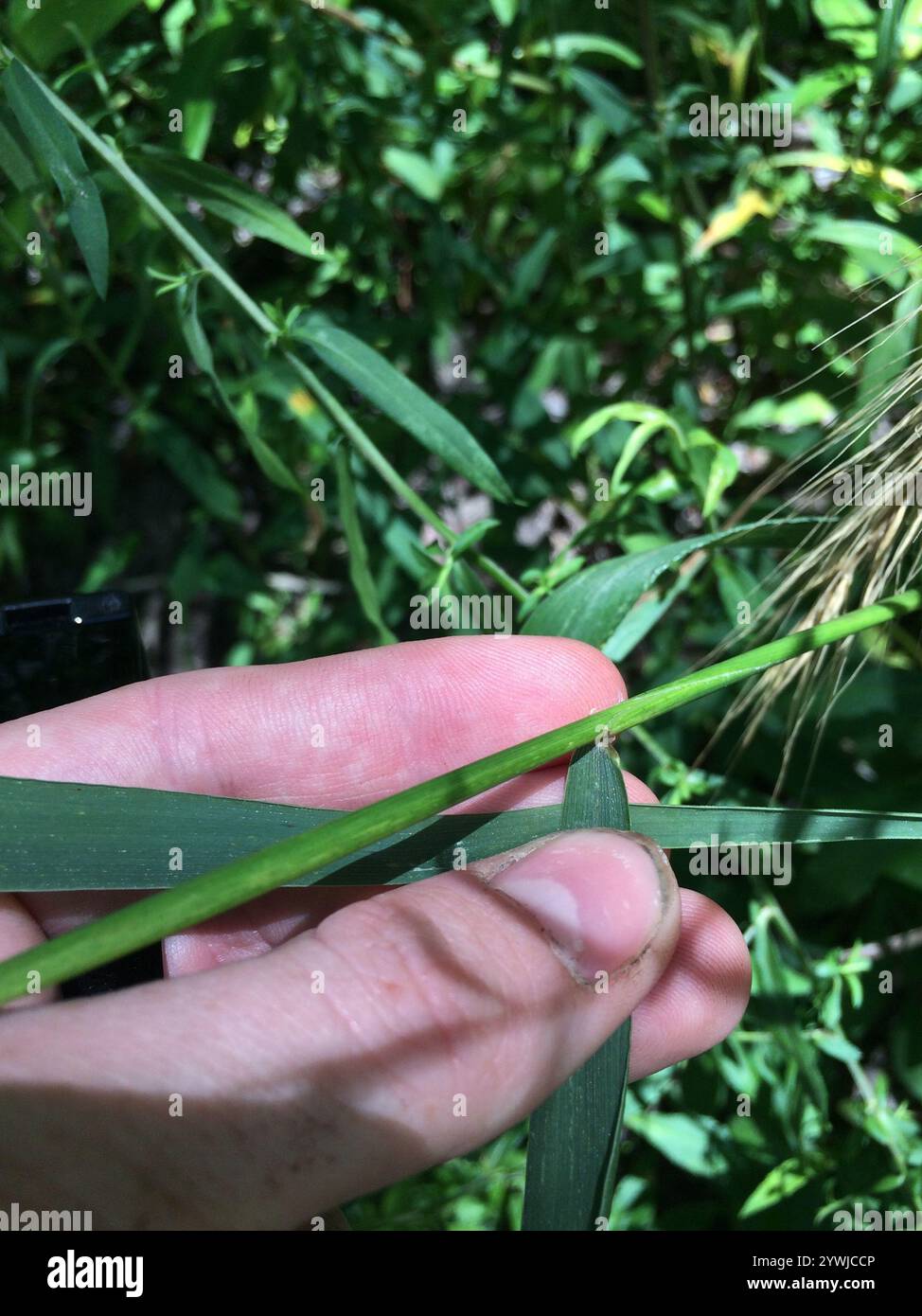 silky wild rye (Elymus villosus Stock Photo - Alamy