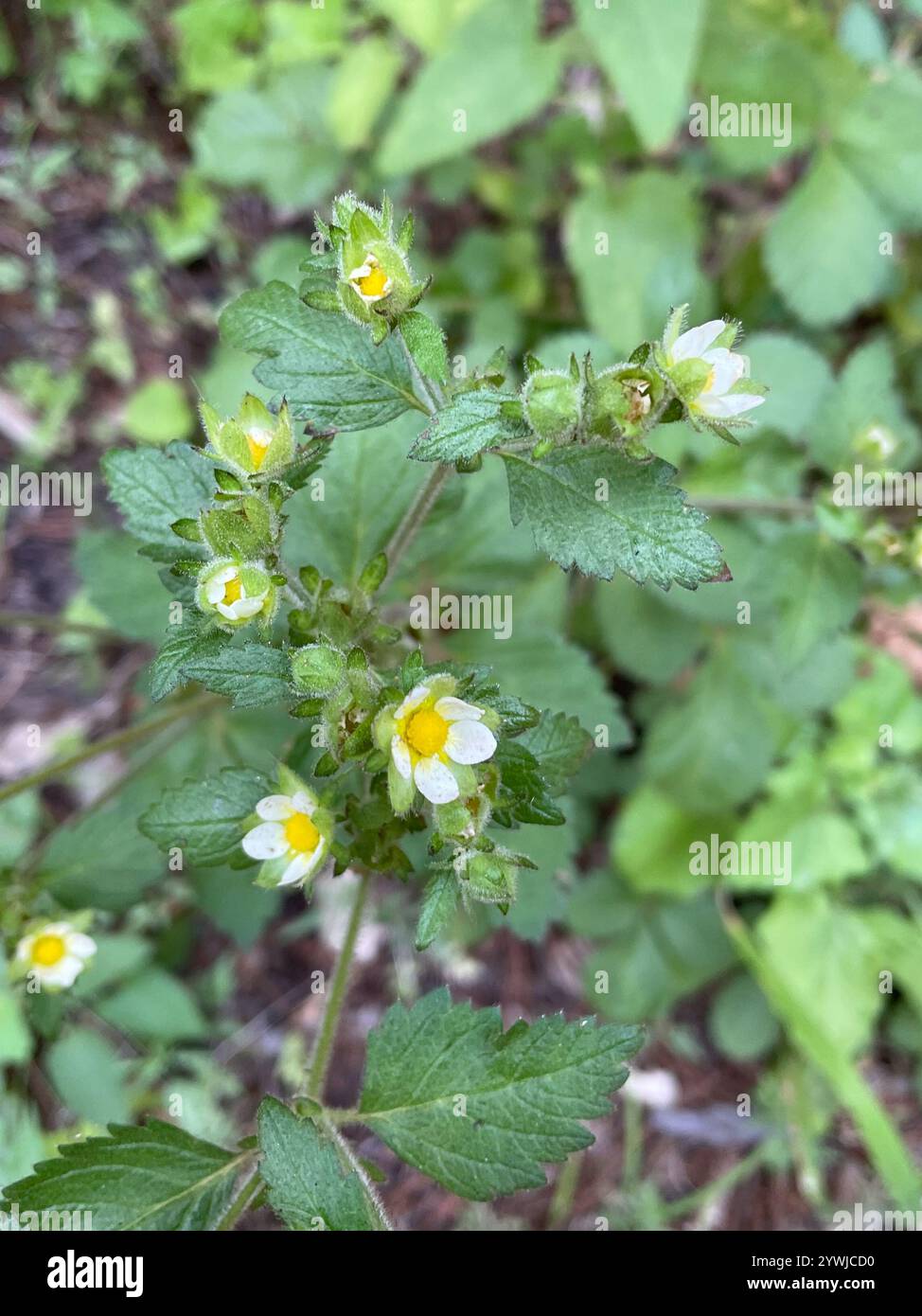 sticky cinquefoil (Drymocallis glandulosa Stock Photo - Alamy