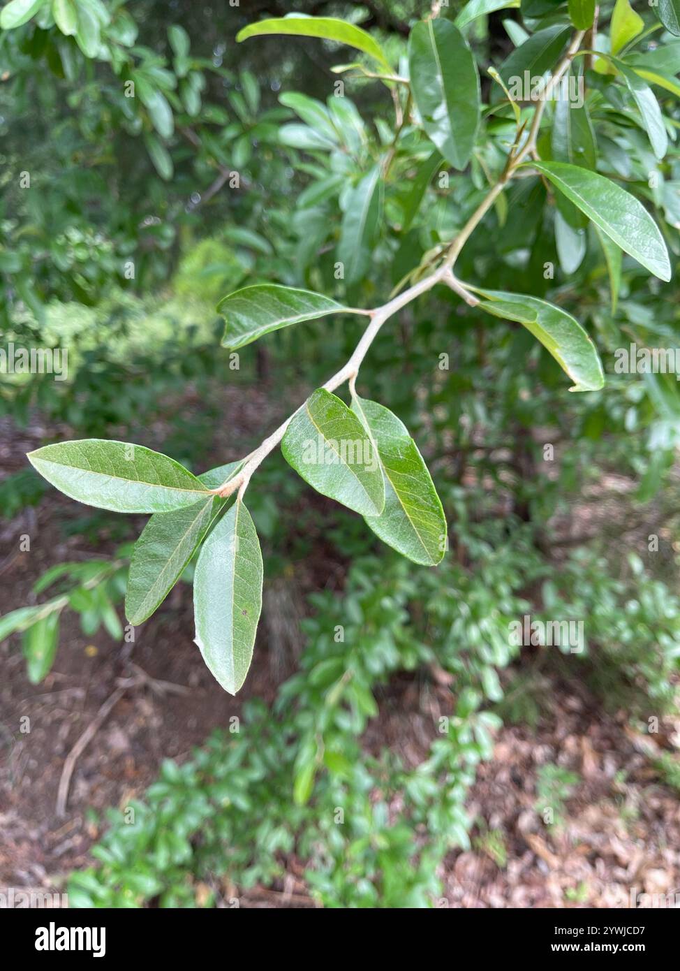 Gum bumelia (Sideroxylon lanuginosum Stock Photo - Alamy