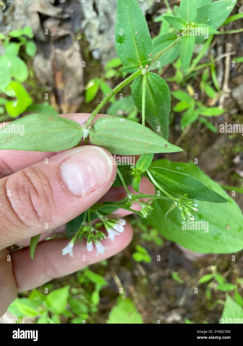 summer bluet (Houstonia purpurea Stock Photo - Alamy