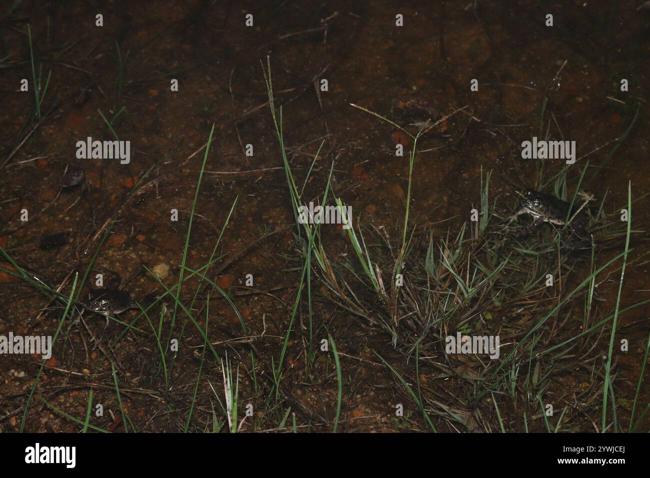 Sand Toad (Vandijkophrynus angusticeps Stock Photo - Alamy