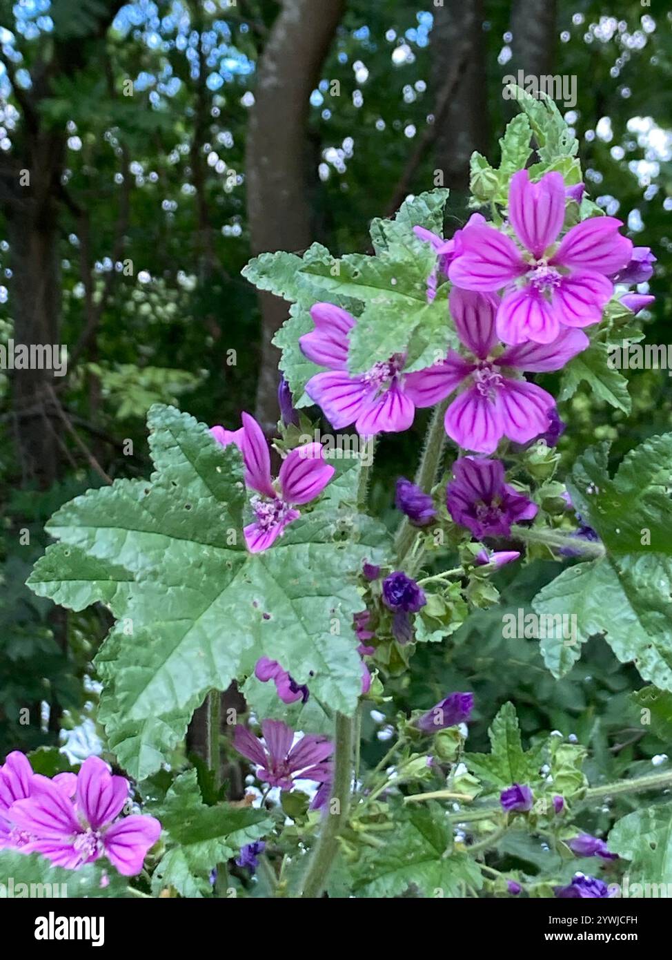 Common Mallow (Malva sylvestris Stock Photo - Alamy